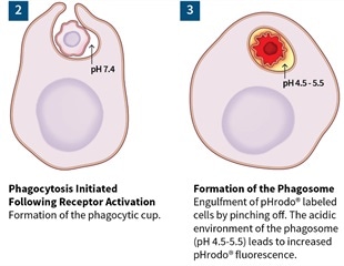 Real-Time, Automated Cellular Phagocytosis and Efferocytosis Assays ...