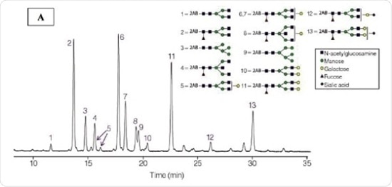 Understanding the N-Glycan Profile of a Therapeutic Monoclonal Antibody