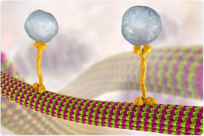 Microtubule Motor Proteins