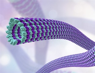 Microtubule Motor Proteins