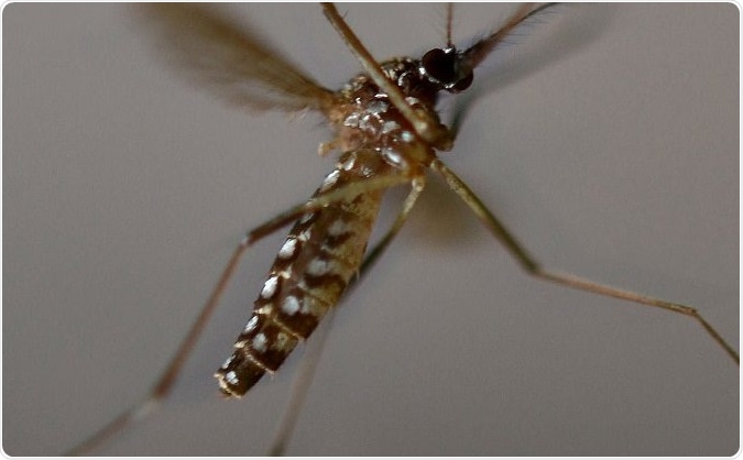 Friendly mosquito could be the next big step in malaria eradication