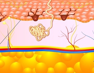 Melanin Production Pathway
