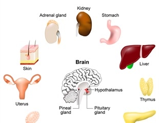 Pediatric Endocrinologist