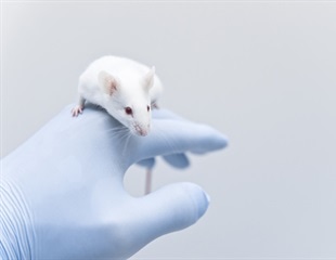 Electroporation and the Production of Knockout Mice