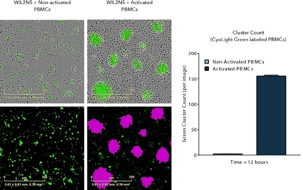 IncuCyte CytoLight Rapid Red Reagent from Essen BioScience : Get Quote ...
