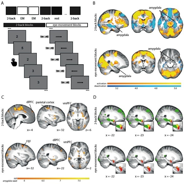 Eye-movement intervention reduces amygdala activity during recall of ...