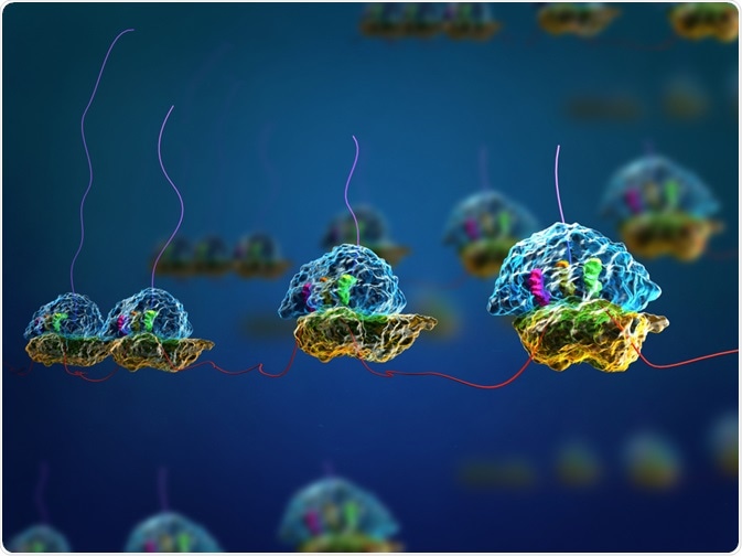 Ribosome Display: Applications in Research