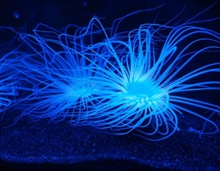 An Introduction to the LV200 Bioluminescence Microscope