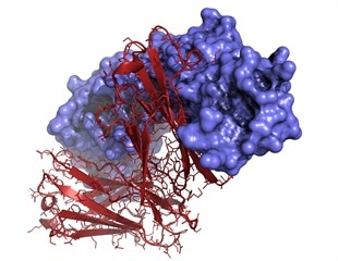 How are Host Cell Proteins Removed from Biopharmaceuticals?