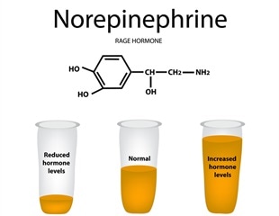 What is Norepinephrine?