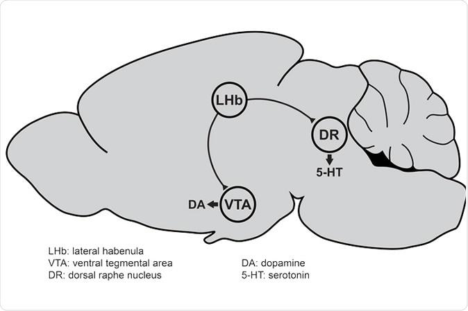 Brain function changes could help diagnose and manage depression