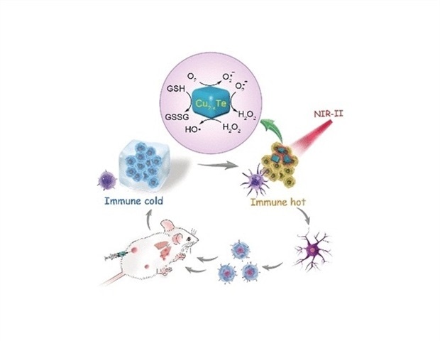 New nanoenzyme may help increase anti-tumor immunity