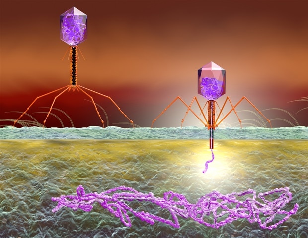 Using Phage Display for Antibody Discovery and Development