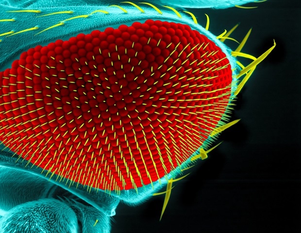 Blue light and fruit flies: a warning for humans