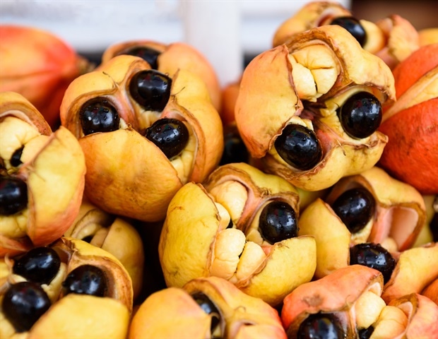 Some plant foods causing paralysis, death, in malnourished populations