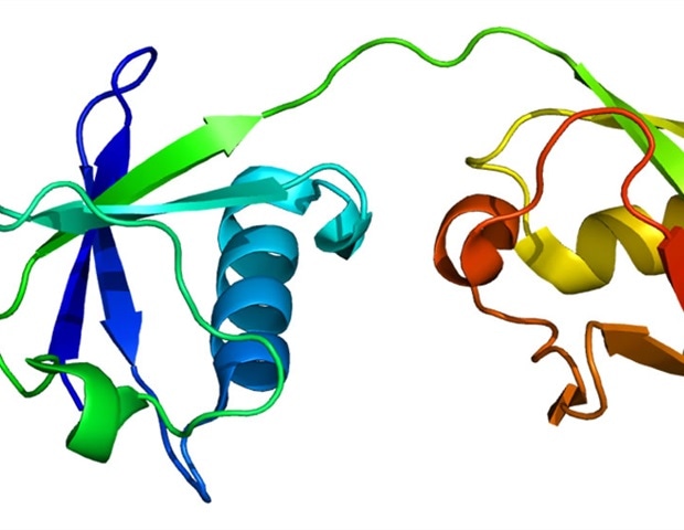Scientists sheds light on small protein and its role in immune response