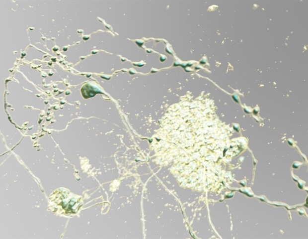 Observing 3D Microscopic Images using Virtual Reality (VR)