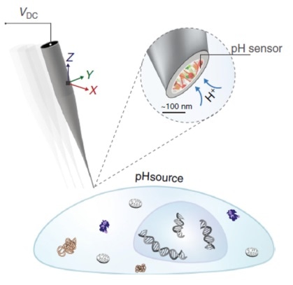Novel nanopipette pH biosensor could help with cancer diagnosis and ...