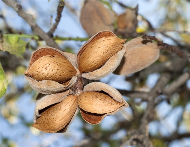 People with peanut allergies avoid tree nuts despite being non-allergic ...