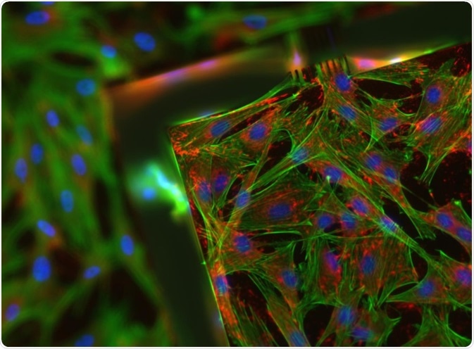 Avoiding Cell Death in Fluorescence Microscopy