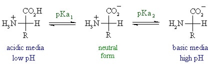 Overview of the Isoelectric Point (pI)