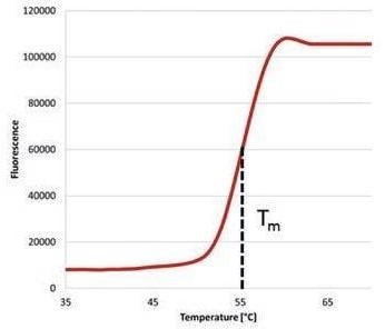 Detect Protein Melting Temperatures With Thermal Shift Assay