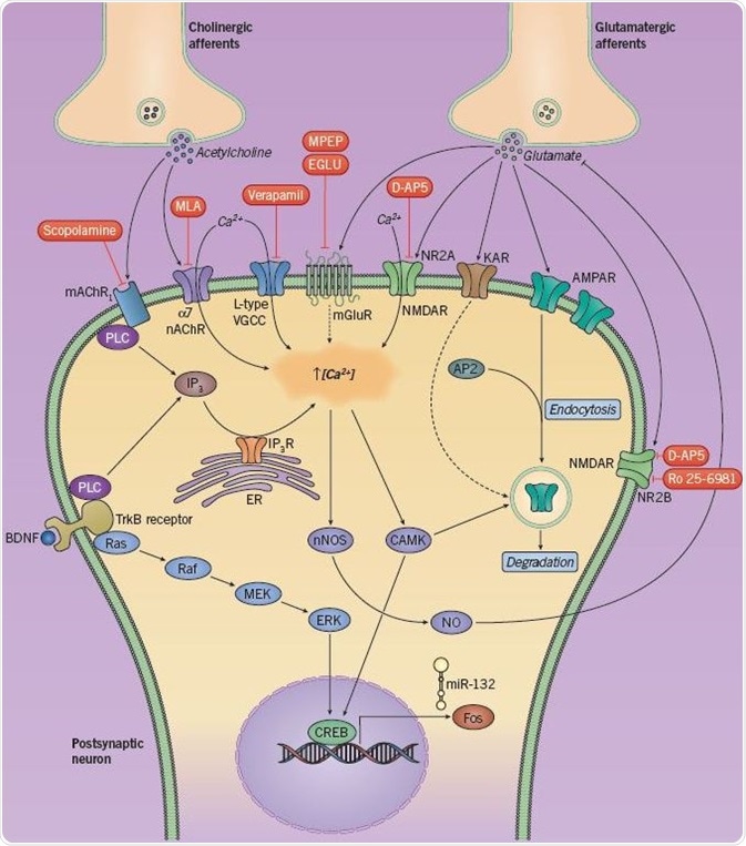 Synaptic Plasticity Learning and Memory in Perirhinal Cortex