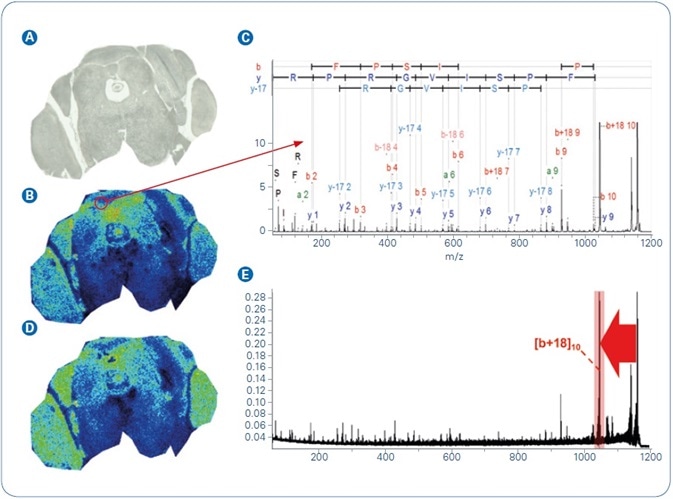 Preclinical Use of MALDI: Imaging Digested Proteins in FFPE Tissues