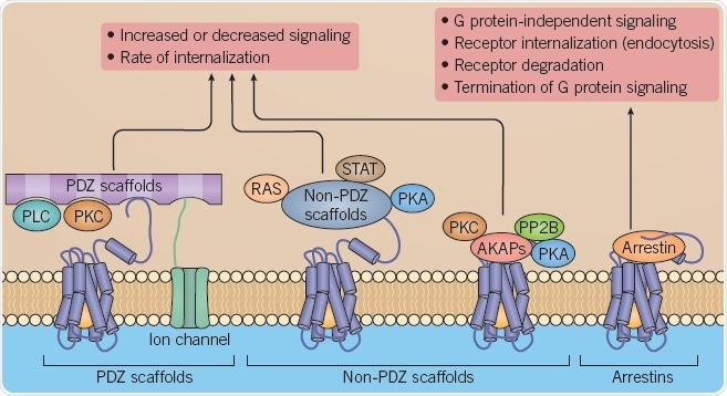 Biased Agonism and GPCR Efficacy