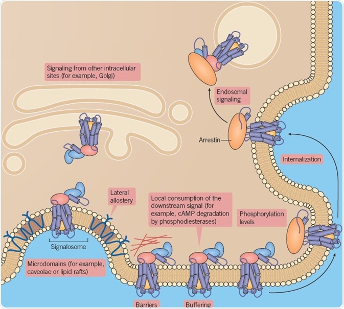 Biased Agonism and GPCR Efficacy