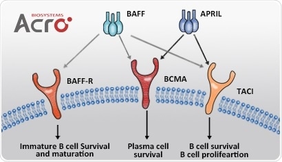 Targeting Multiple Myeloma Using B-Cell Maturation Antigens