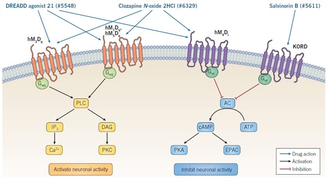 An Overview of Chemogenetics