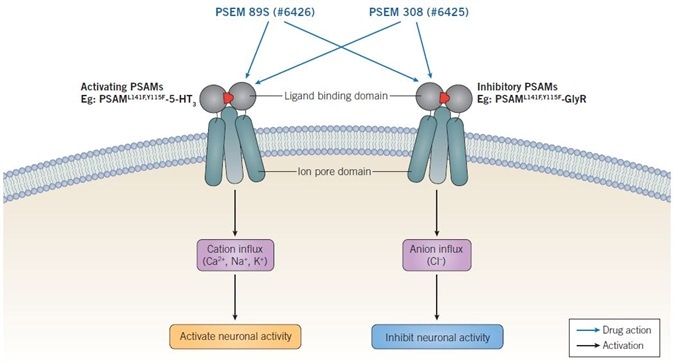 An Overview of Chemogenetics