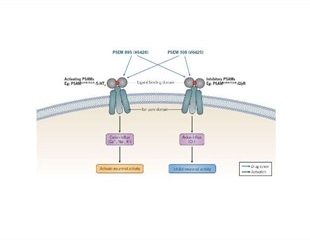 An Overview of Chemogenetics