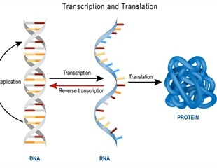 DNA Interactions with Proteins