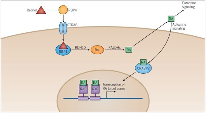 Controlling Stem Cells with Small Molecules