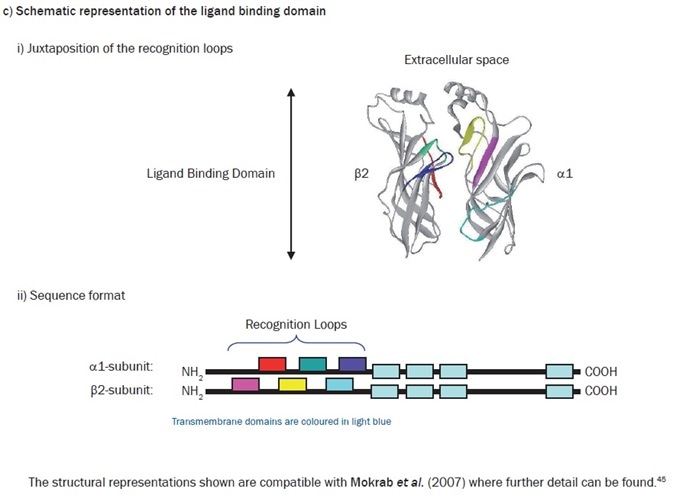 An Overview of GABA Receptor Pharmacology
