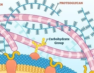 Structure and Function of Proteoglycans