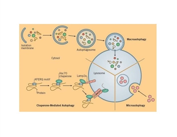 Function and Mechanisms of Autophagy