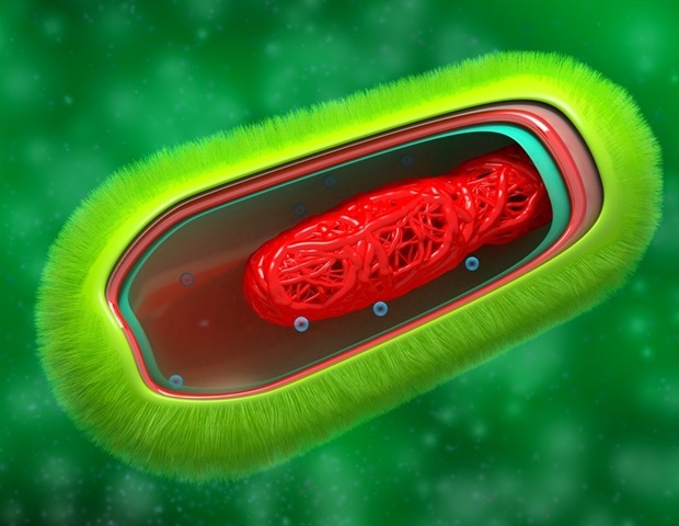 Scientists discover a weakness in the cell wall of pathogenic bacteria