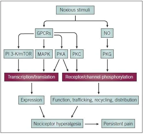 Intracellular Signaling Pathways Involved in Pain