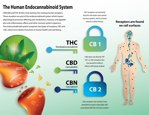 Crystal Structure of the Human Cannabinoid Receptor CB2