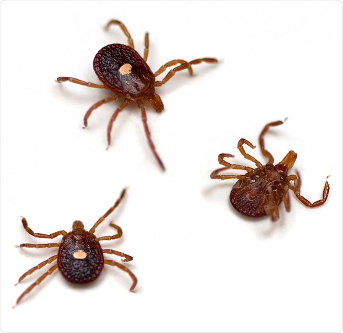 Ticks now carrying multiple diseases, says new study