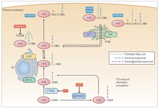 An Overview of RAS Oncoproteins