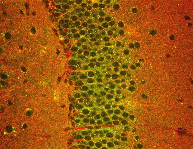 Life Sciences | Life Science Articles