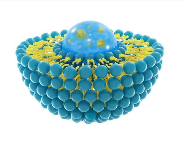 Tiny fat bubbles hold key to rebooting the immune system and calming ...