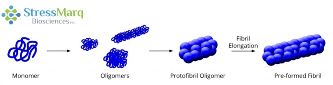 Dopamine Stabilization and Neurodegeneration with Alpha Synuclein Oligomers