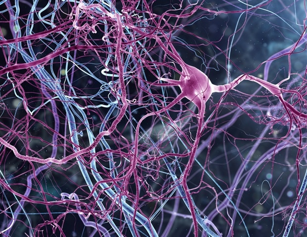 What are Neuroepithelial Cells?