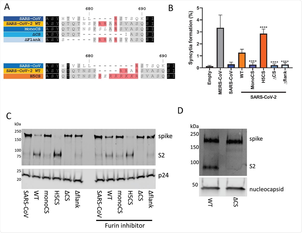 Furin cleavage site of SARS-CoV-2 spike glycoprotein enhances viral ...