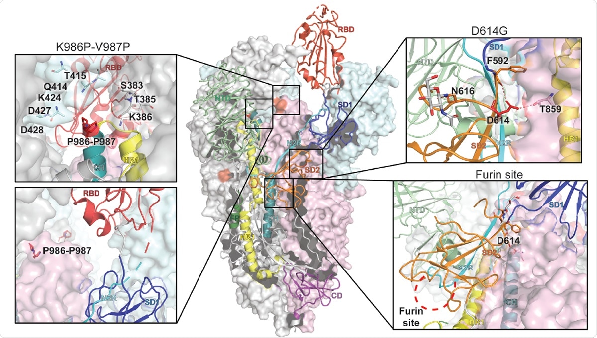 D614G mutation in SARS-CoV-2 increases viral fitness and infectivity